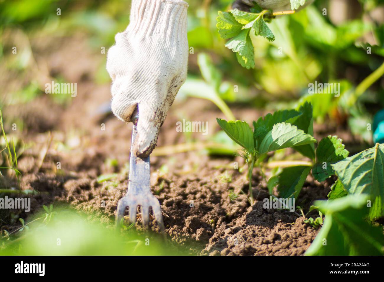 The farmer takes care of the plants in the vegetable garden on the farm ...
