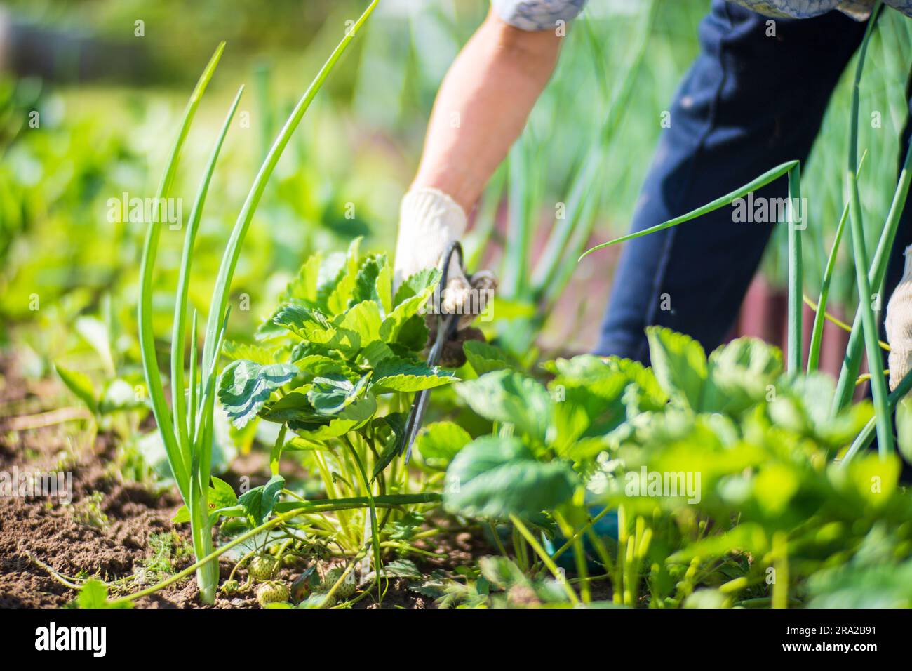 The farmer takes care of the plants in the vegetable garden on the farm ...