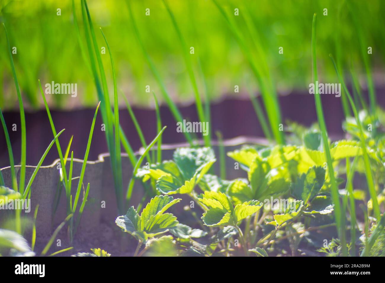 Crops planted in soil get ripe under sun. Cultivated land close up with ...
