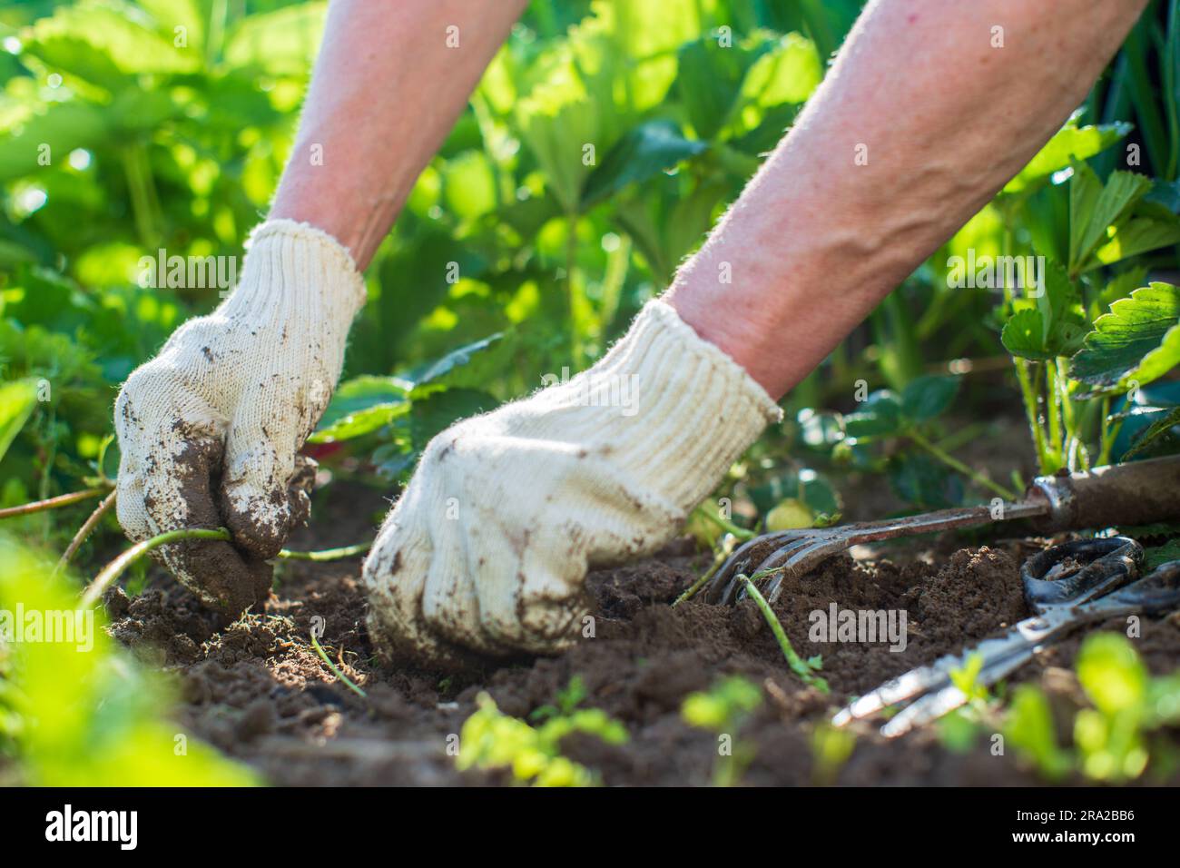 The farmer takes care of the plants in the vegetable garden on the farm ...