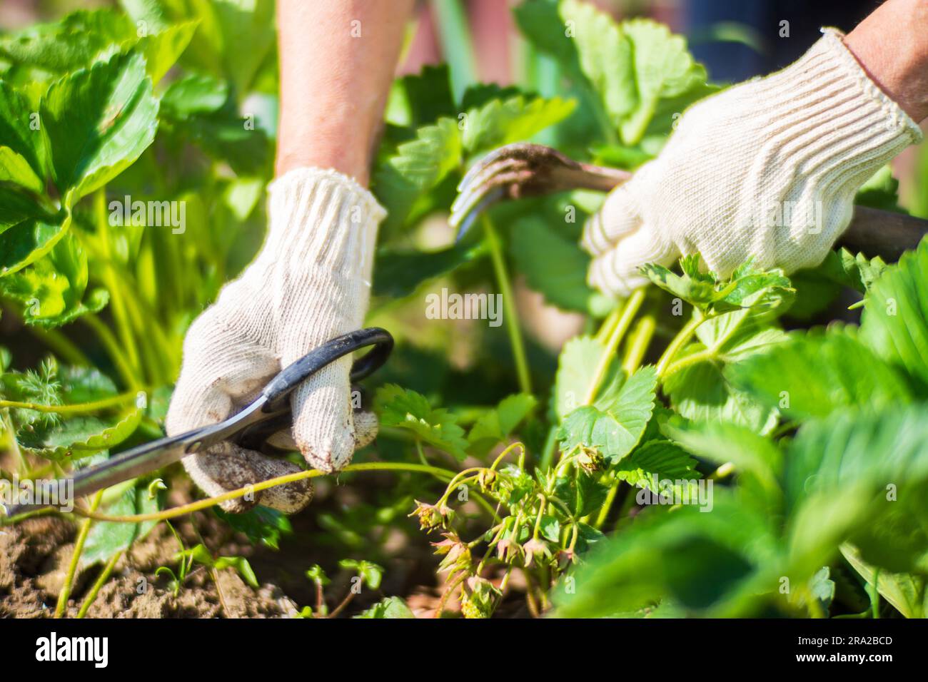 The farmer takes care of the plants in the vegetable garden on the farm ...
