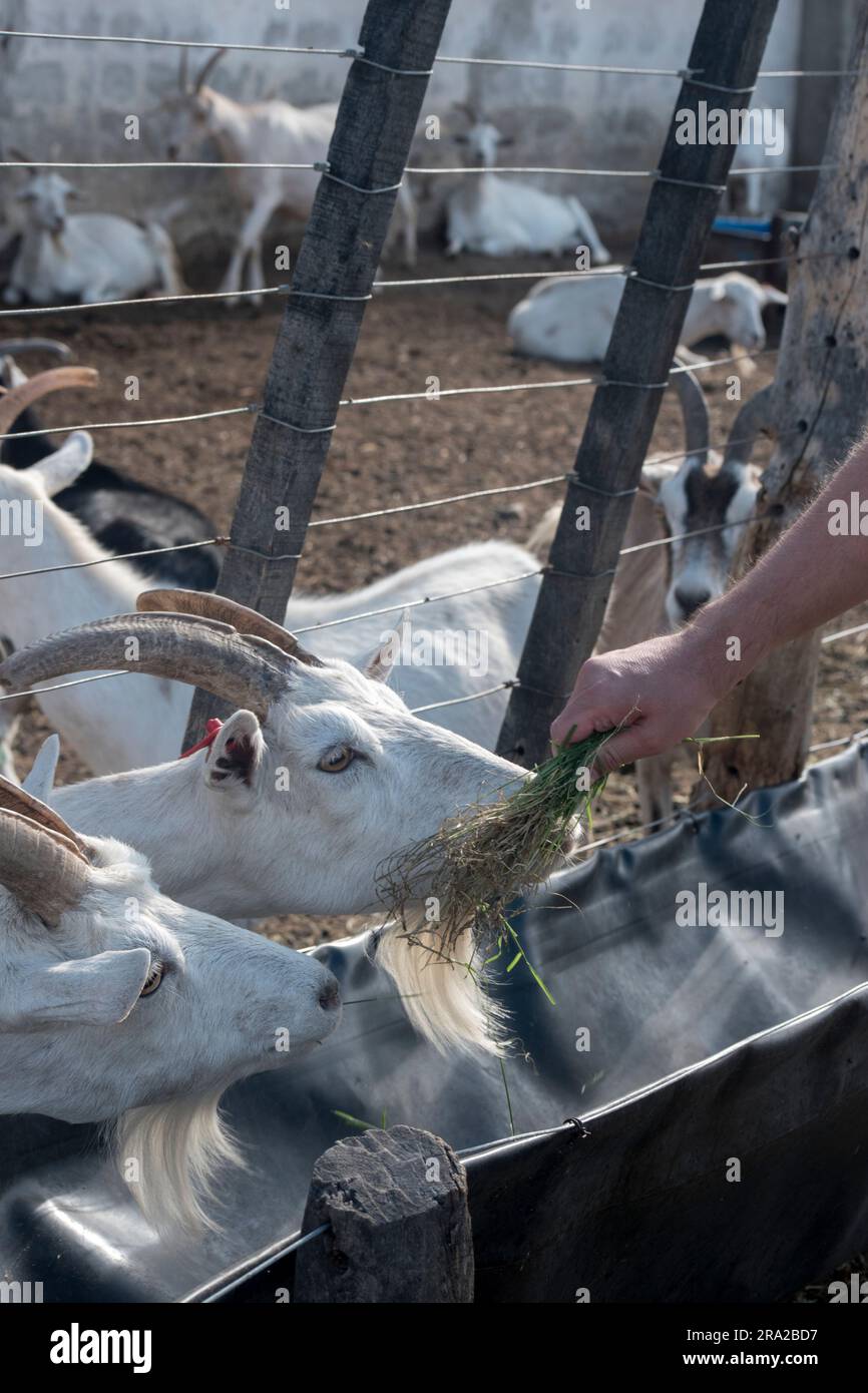 Goat goats farm livestock animal barnyard country rural hi-res stock ...