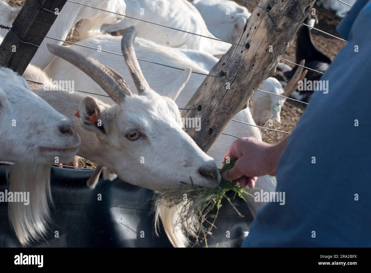 Goat goats farm livestock animal barnyard country rural hi-res stock ...