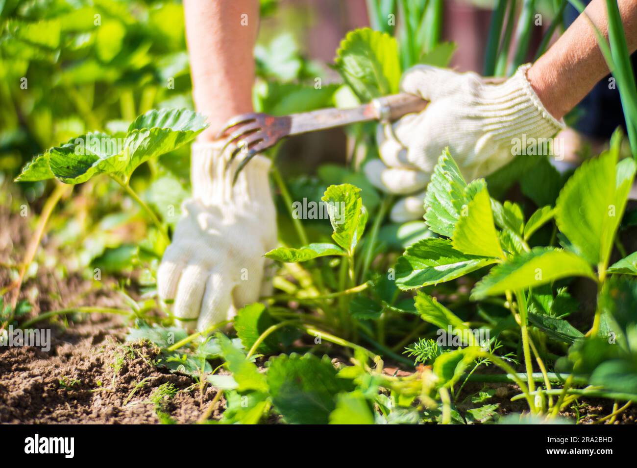 The farmer takes care of the plants in the vegetable garden on the farm ...