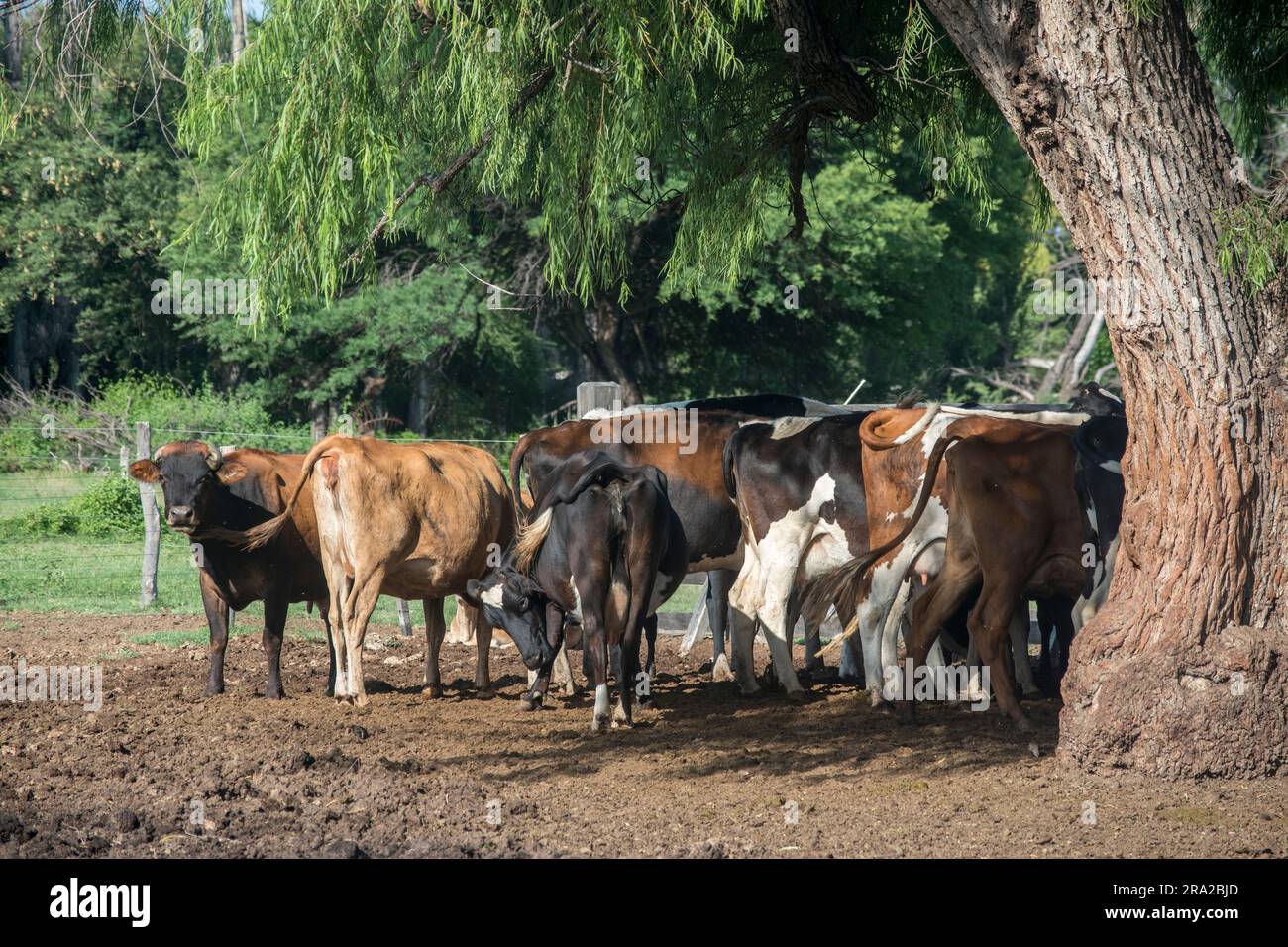 Cows on the farm in Salta Stock Photo - Alamy