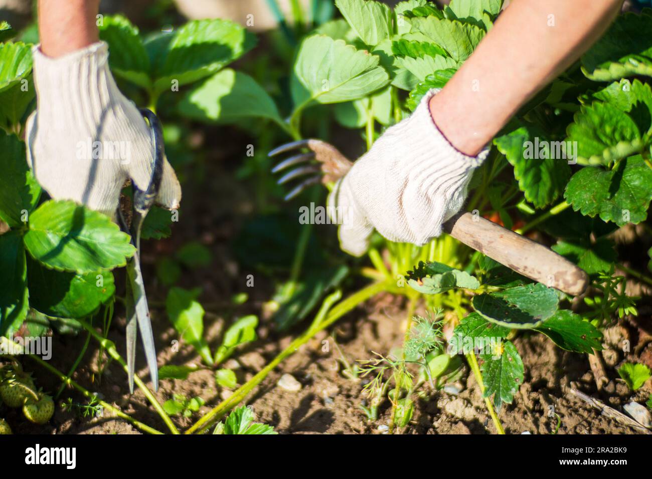 The farmer takes care of the plants in the vegetable garden on the farm ...