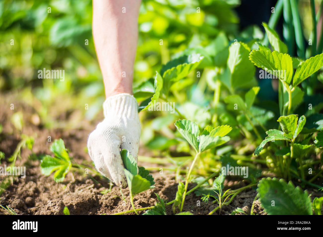 The farmer takes care of the plants in the vegetable garden on the farm ...