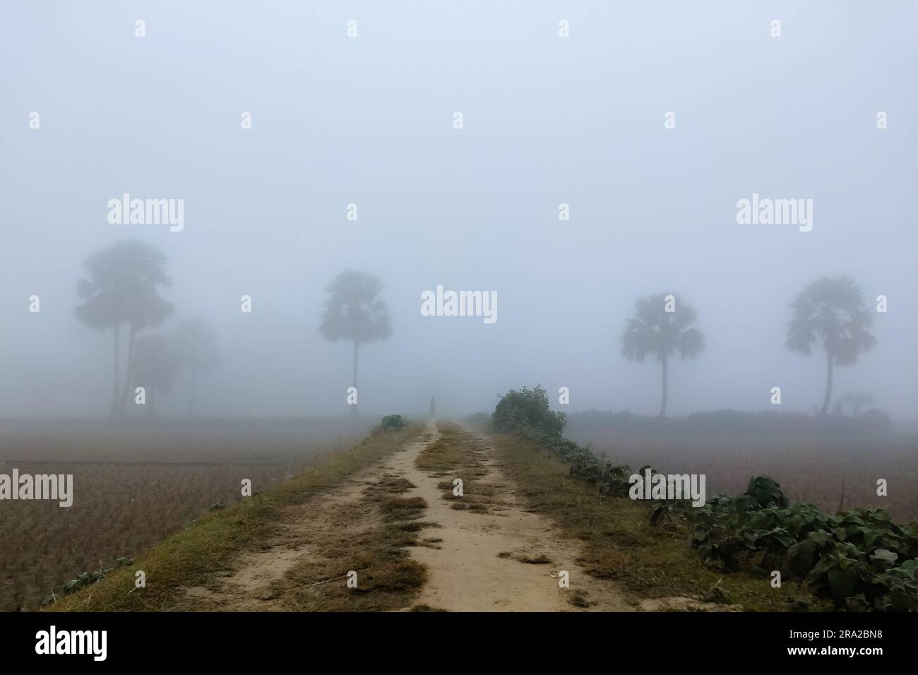 A scenic view of a winding path blanketed in a mist of fog, with two ...