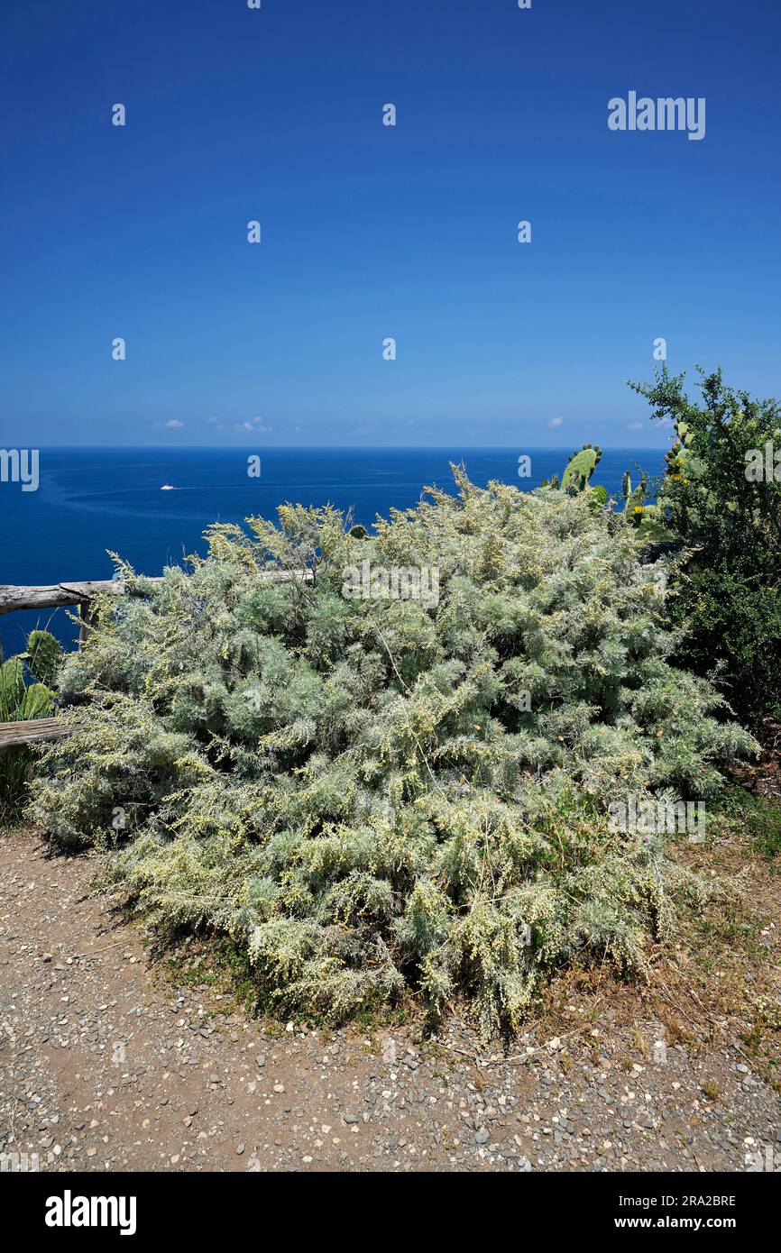 Capo Milazzo (Me),Italy, a landscape on the sea with bush of absinthe ...
