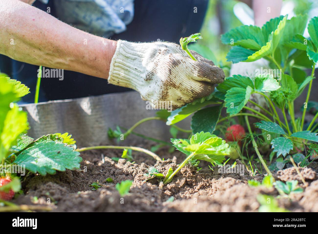 The farmer takes care of the plants in the vegetable garden on the farm ...