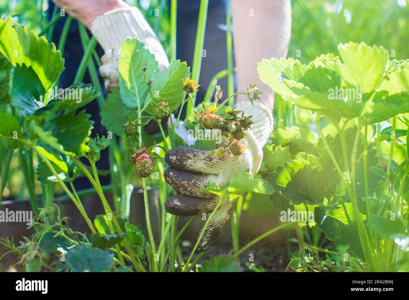 The farmer takes care of the plants in the vegetable garden on the farm ...