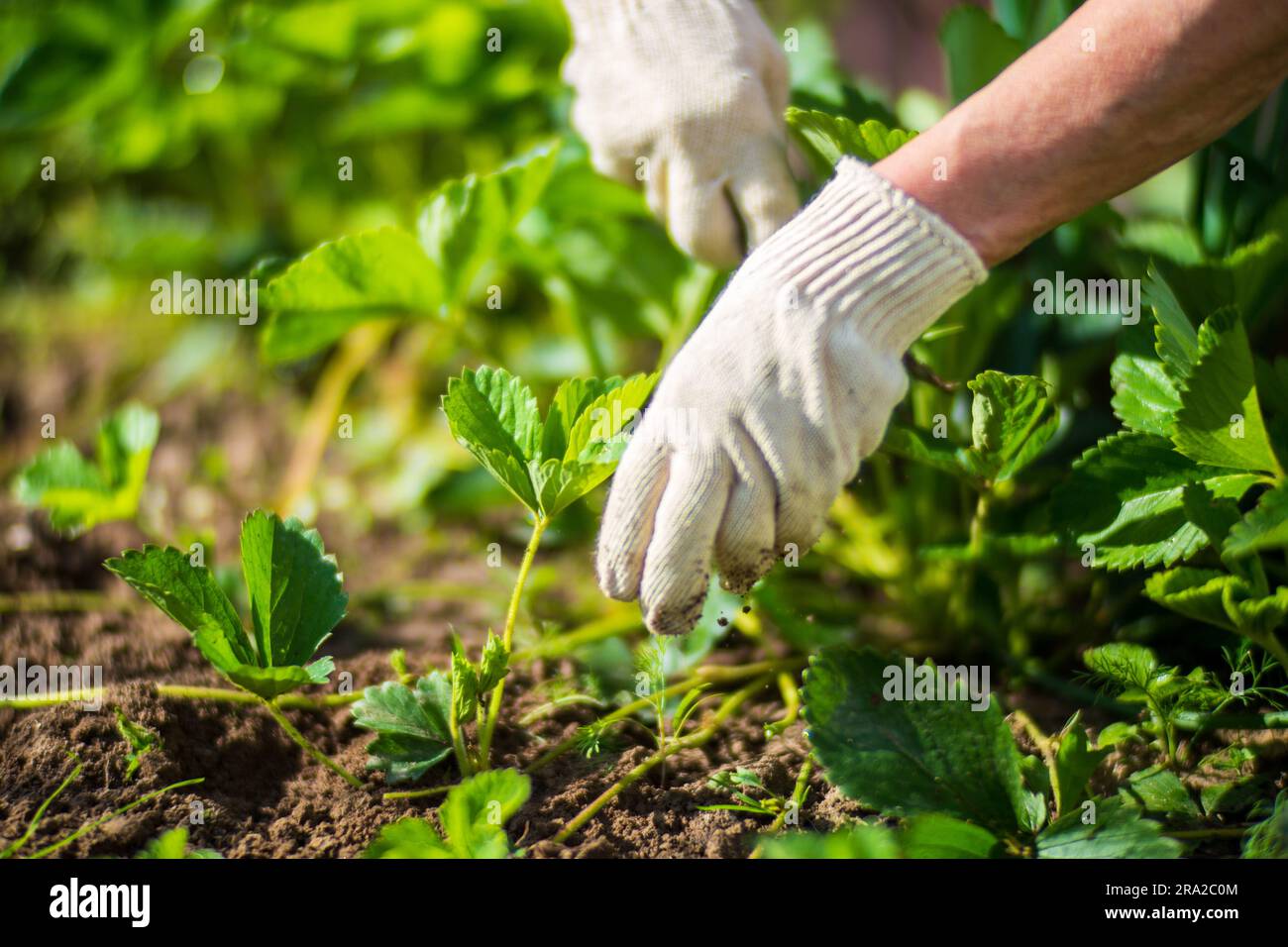 The farmer takes care of the plants in the vegetable garden on the farm ...