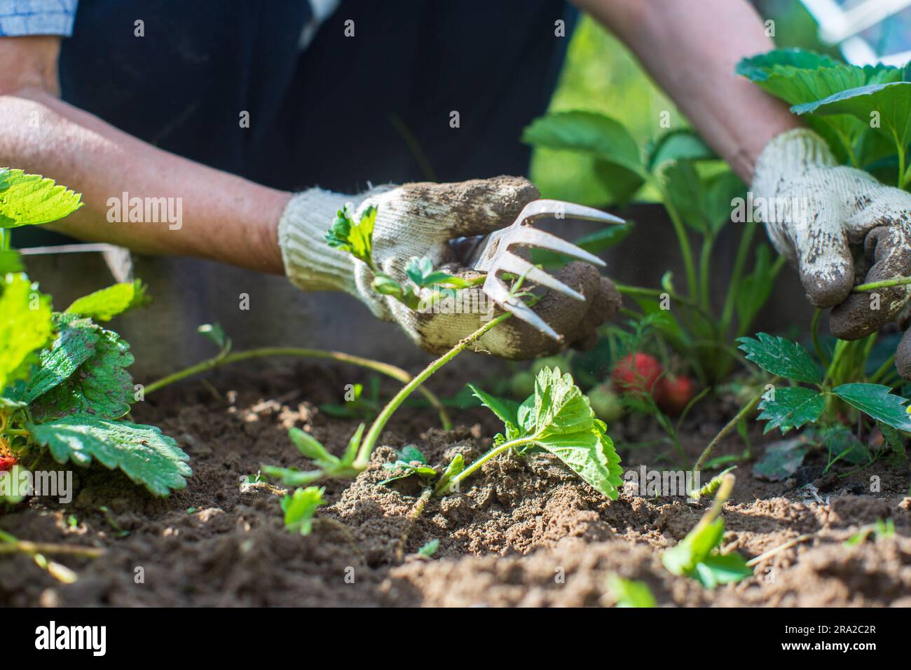 The farmer takes care of the plants in the vegetable garden on the farm ...