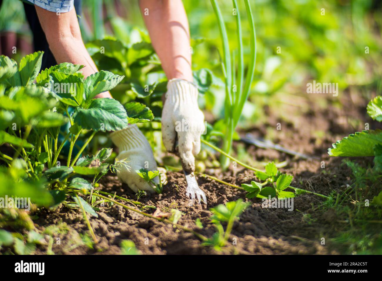The farmer takes care of the plants in the vegetable garden on the farm ...