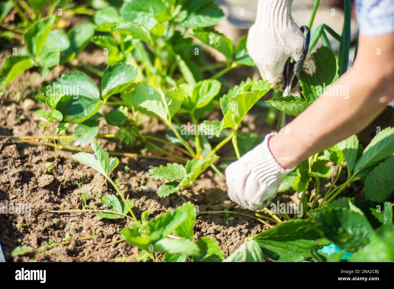 The farmer takes care of the plants in the vegetable garden on the farm ...