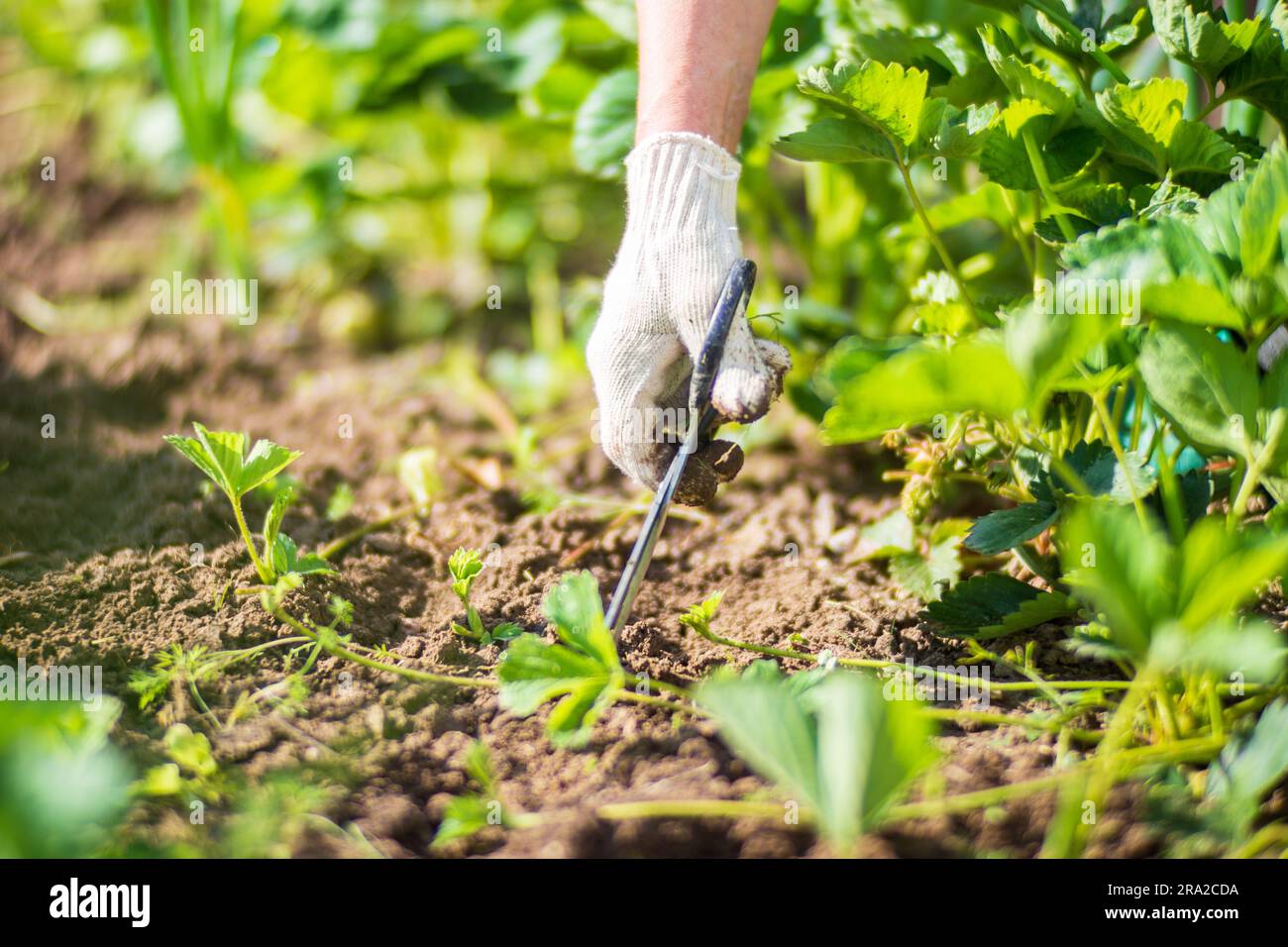 The farmer takes care of the plants in the vegetable garden on the farm ...