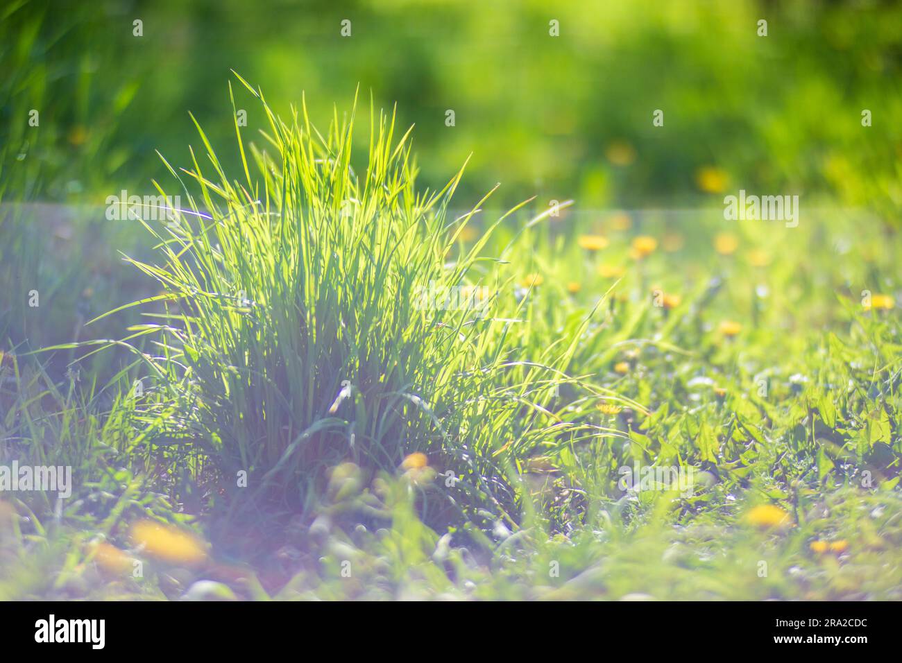 Fresh green grass on a sunny summer day close-up. Beautiful natural ...