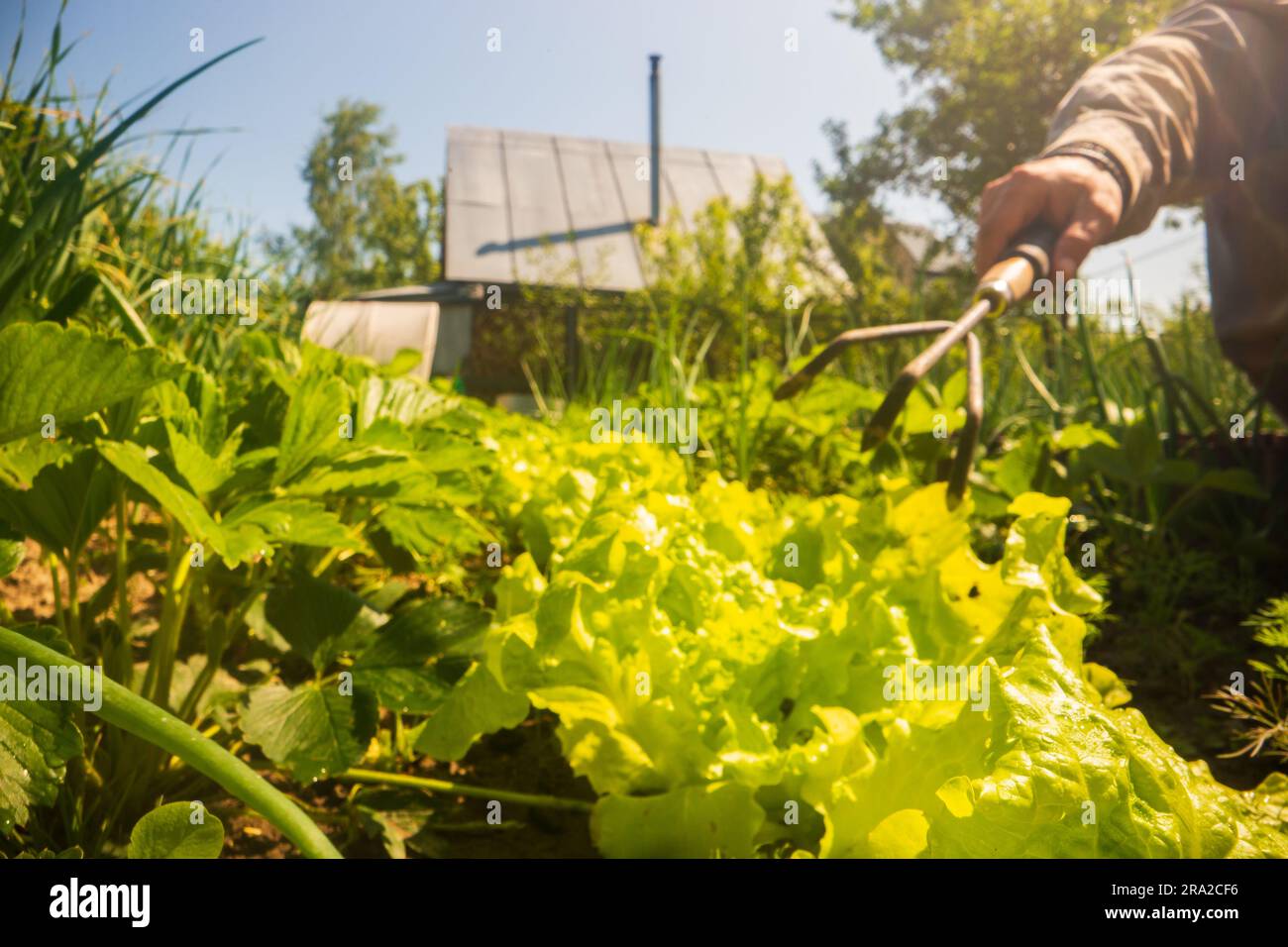The farmer takes care of the plants in the vegetable garden on the farm ...