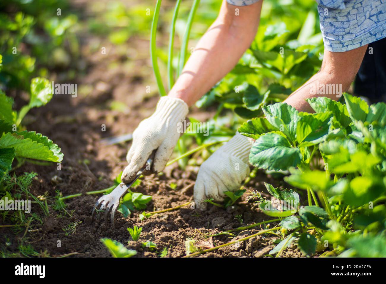 The farmer takes care of the plants in the vegetable garden on the farm ...