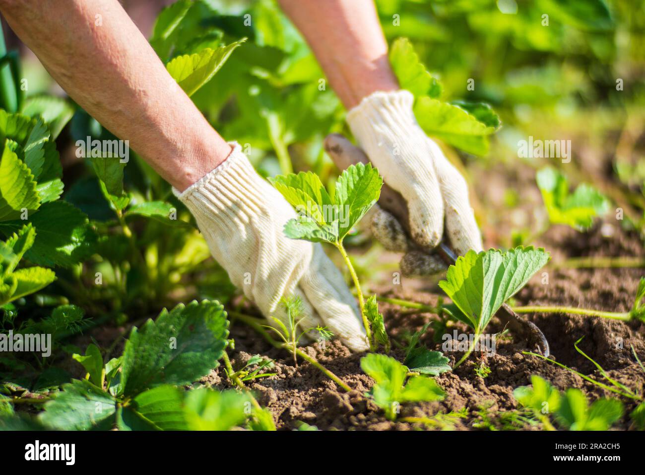 The farmer takes care of the plants in the vegetable garden on the farm ...
