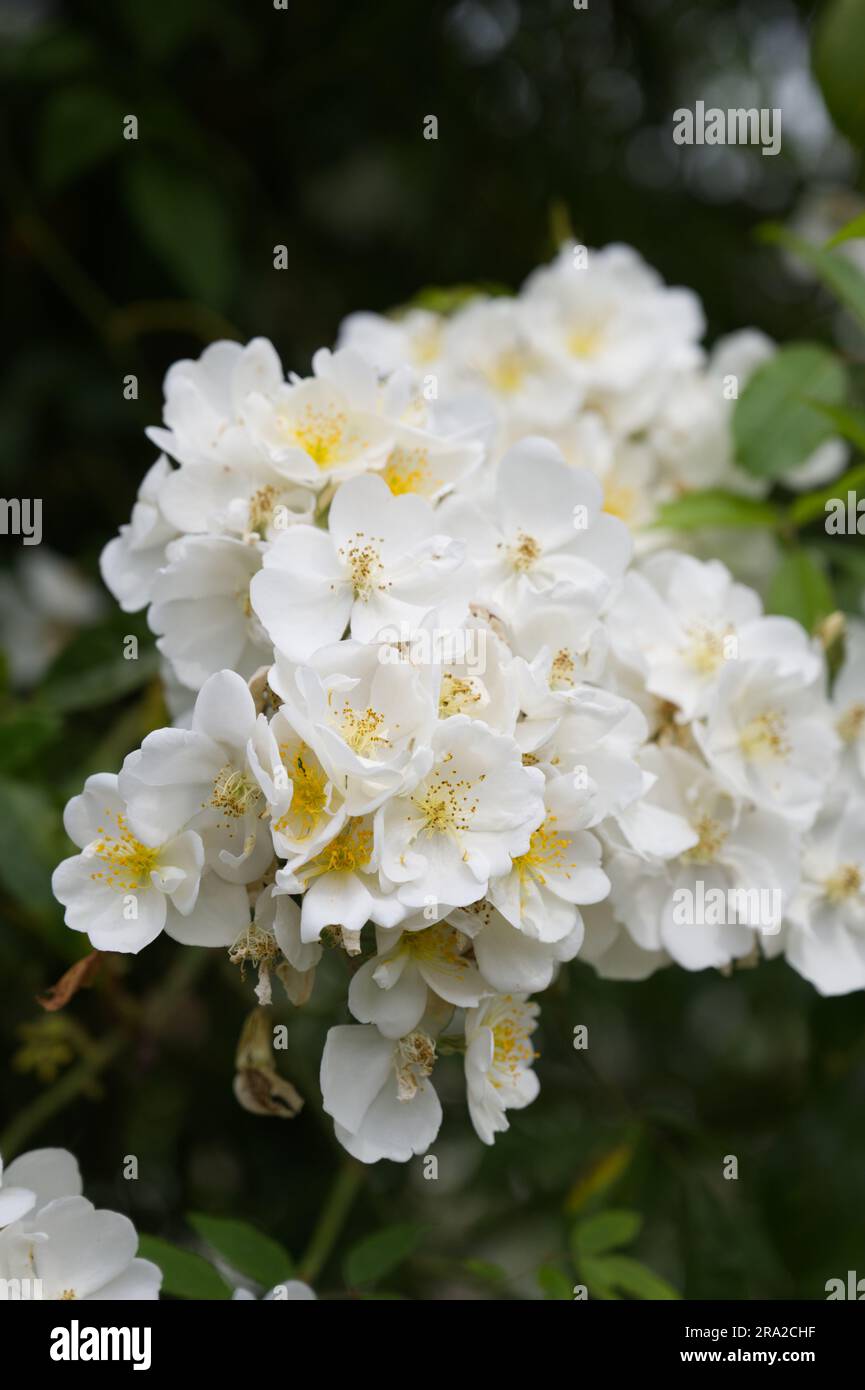 English musk hi-res stock photography and images - Alamy