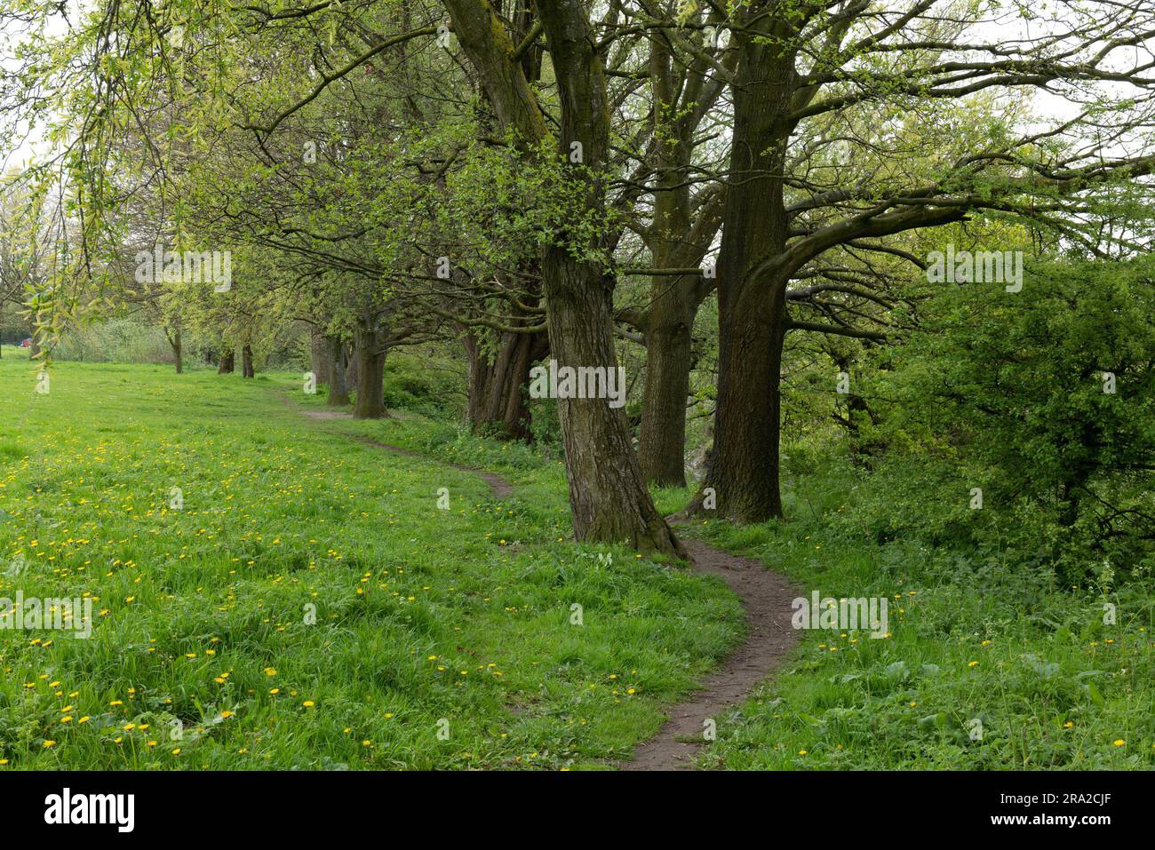 Tall trees surrounded hi-res stock photography and images - Alamy