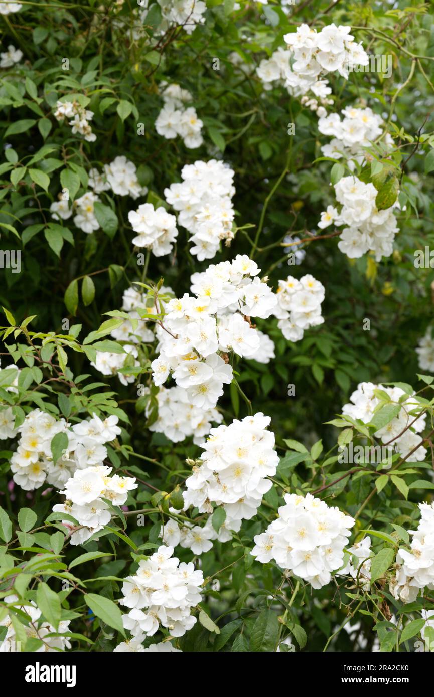 Clusters of white summer hybrid musk climbing roses Rosa Darlow's ...