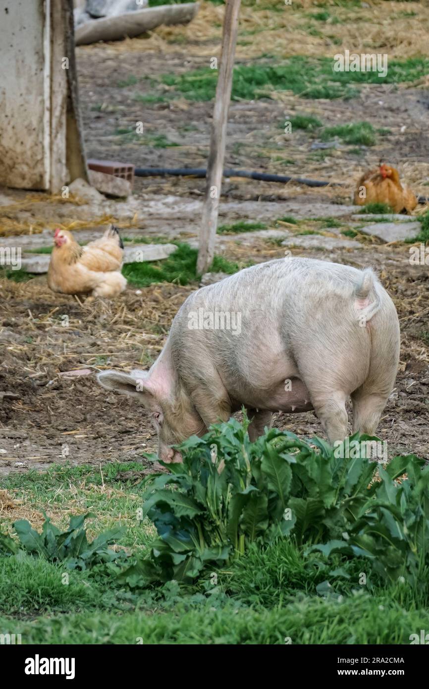 Pig on the eco farm among chickens Stock Photo - Alamy