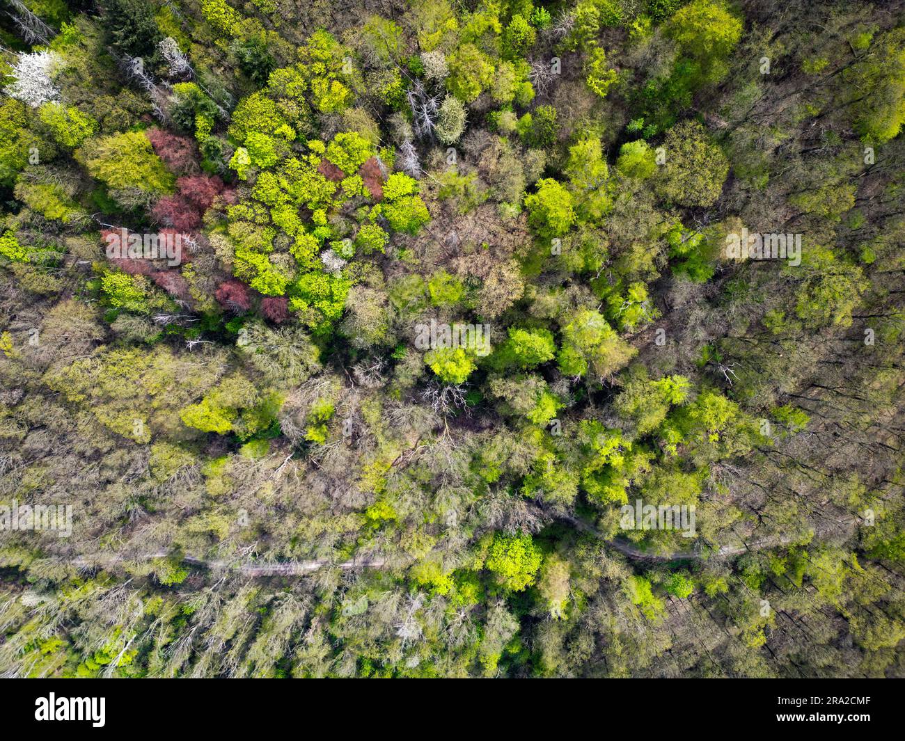 An aerial view of forest with dense trees Stock Photo - Alamy