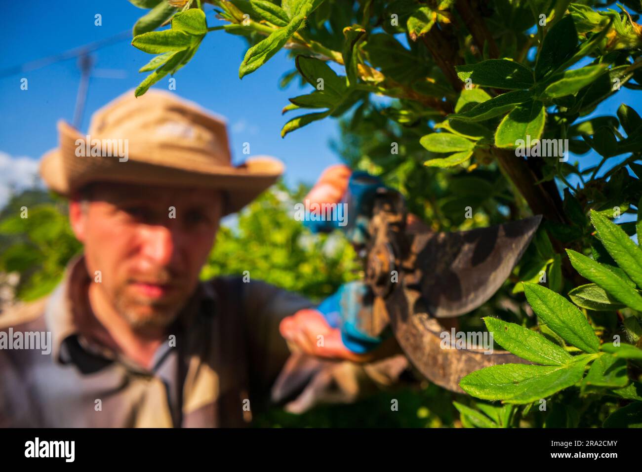 The farmer makes pruning of bushes with secateurs. Gardening Tools ...