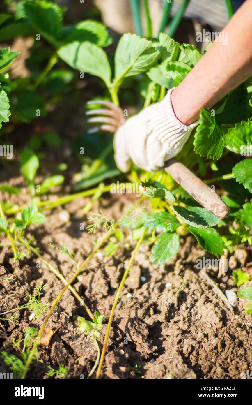 The farmer takes care of the plants in the vegetable garden on the farm ...