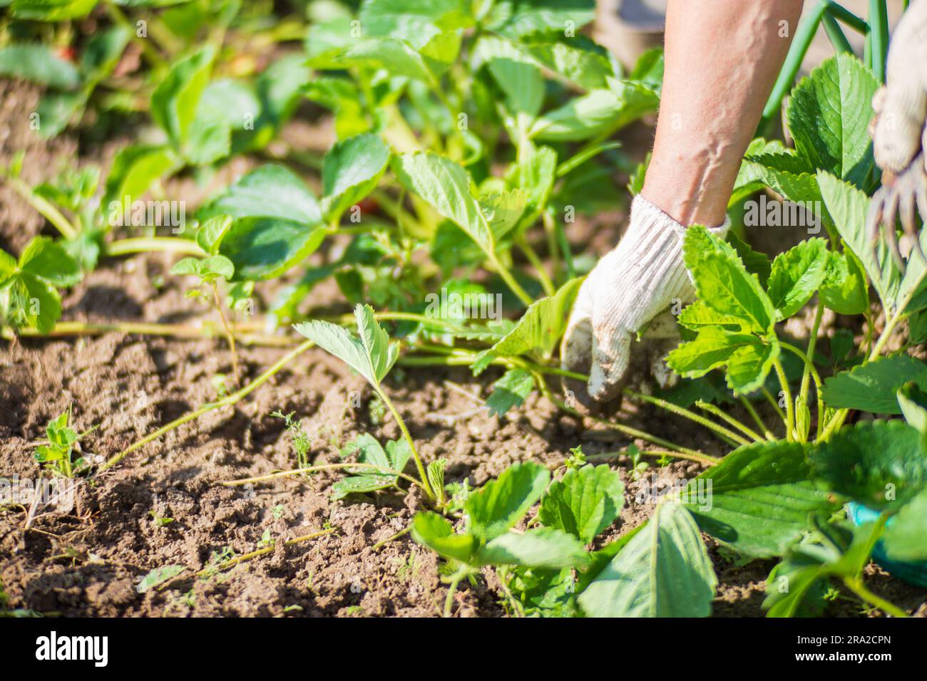 The farmer takes care of the plants in the vegetable garden on the farm ...