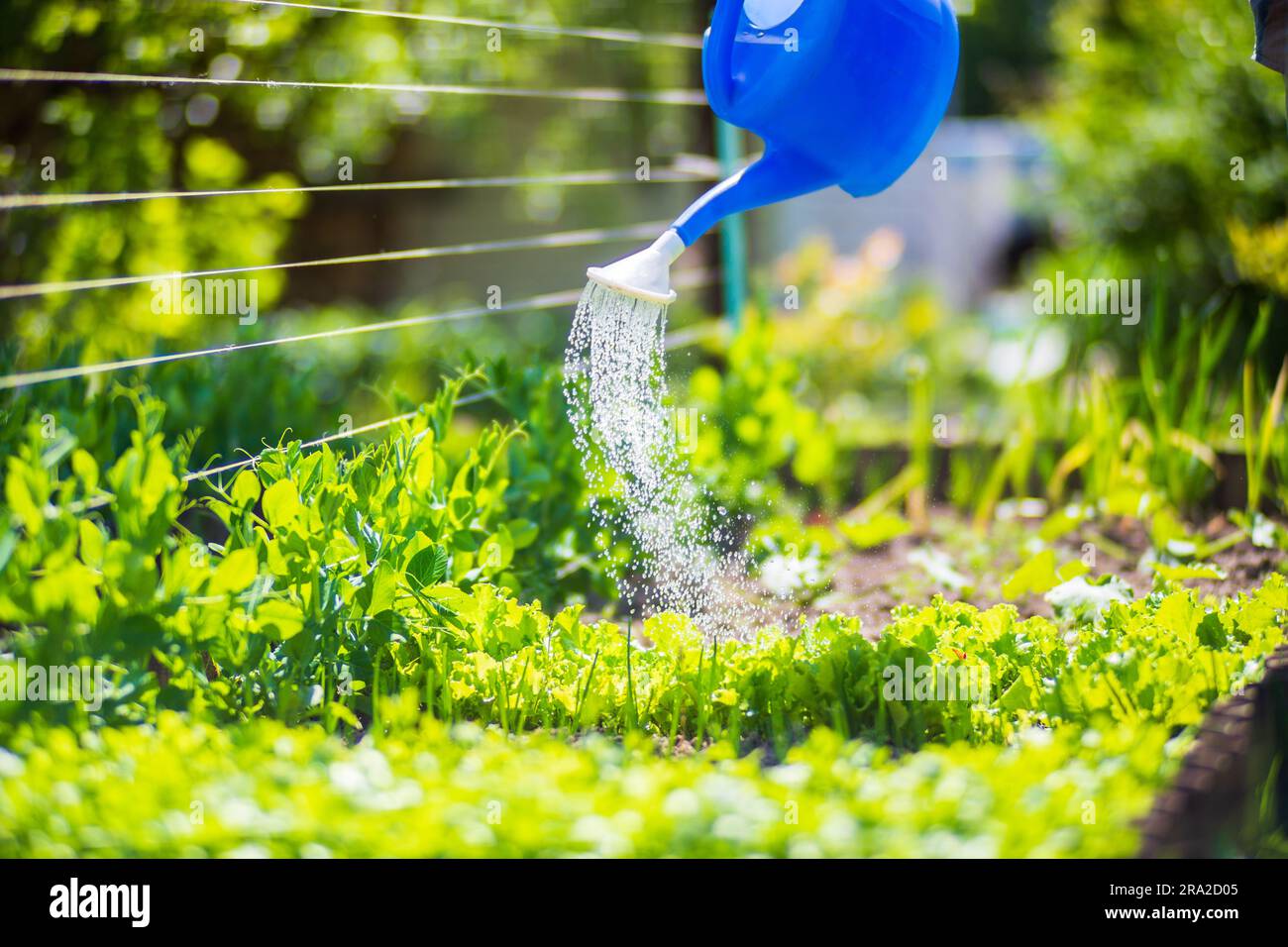 Watering vegetable plants on a plantation in the summer heat with a ...