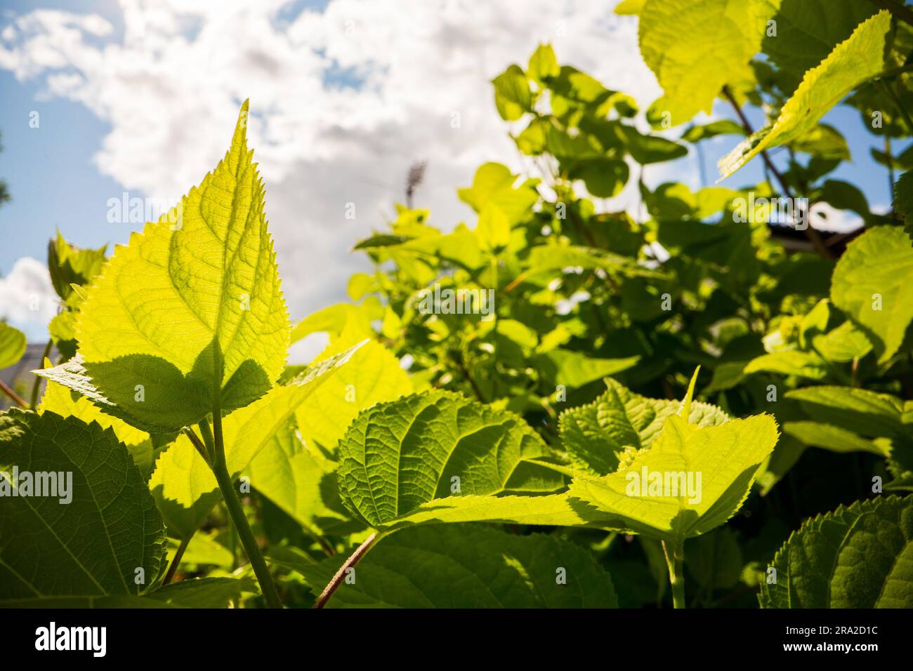 A beautiful fresh green leaf close-up highlighted by the sun. Detailed ...