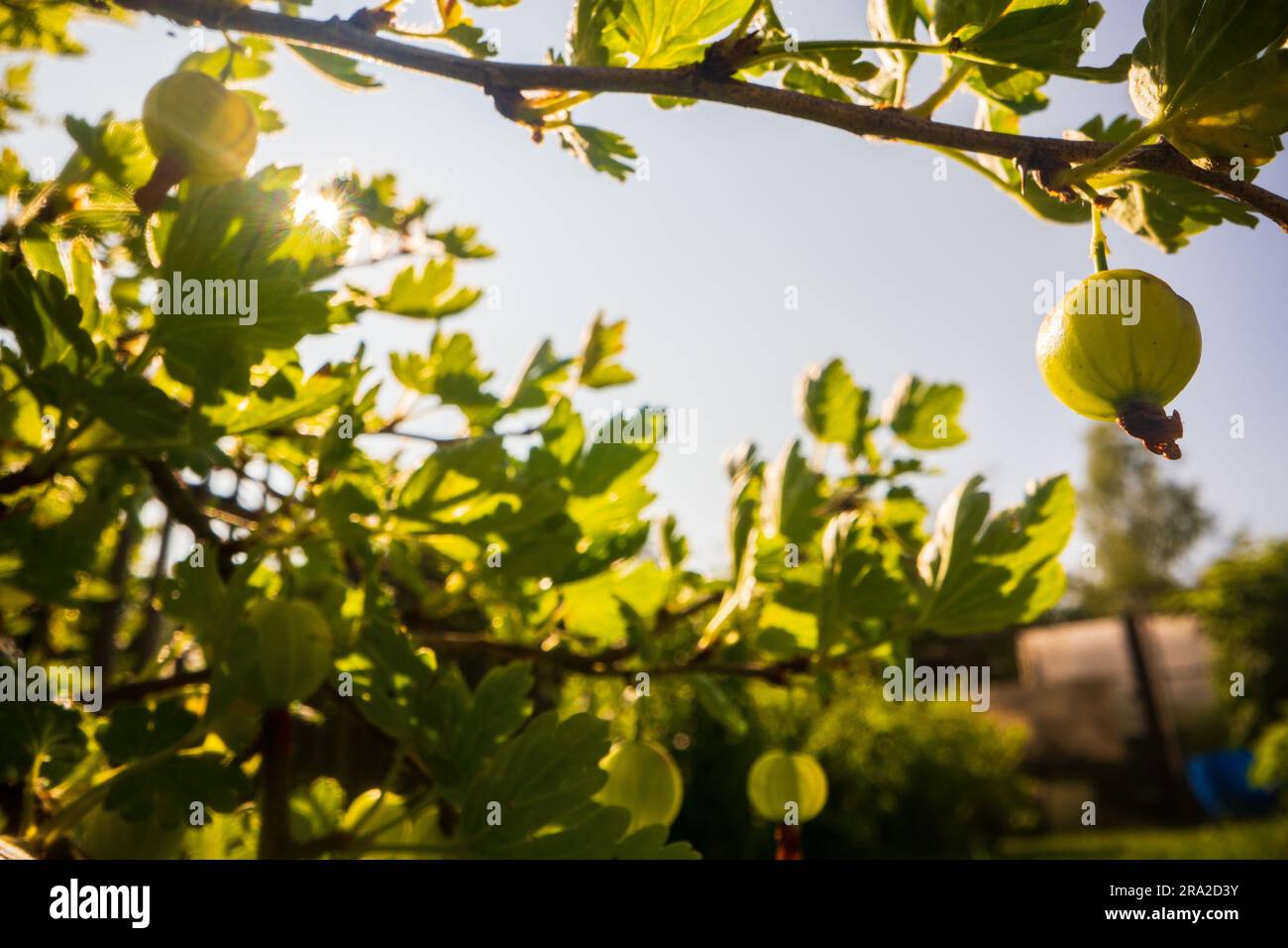 Garden fruit bush. Beautiful natural rural landscape with strong ...