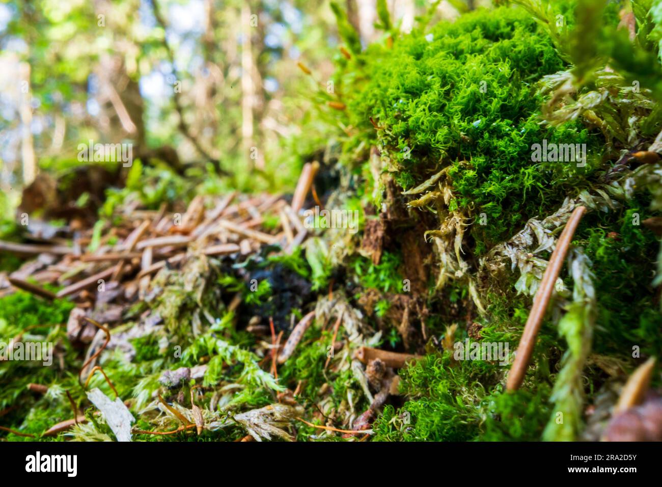 Background with closeup of forest green plants, moss and grass on swamp ...