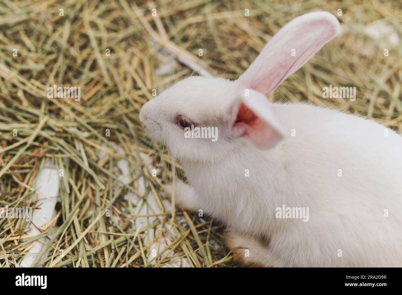 White rabbit eating straw in the cage in a case Stock Photo - Alamy