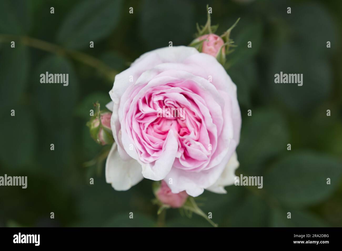 Double pink summer flowers of shrub roses Rosa Königin von Dänemark in ...