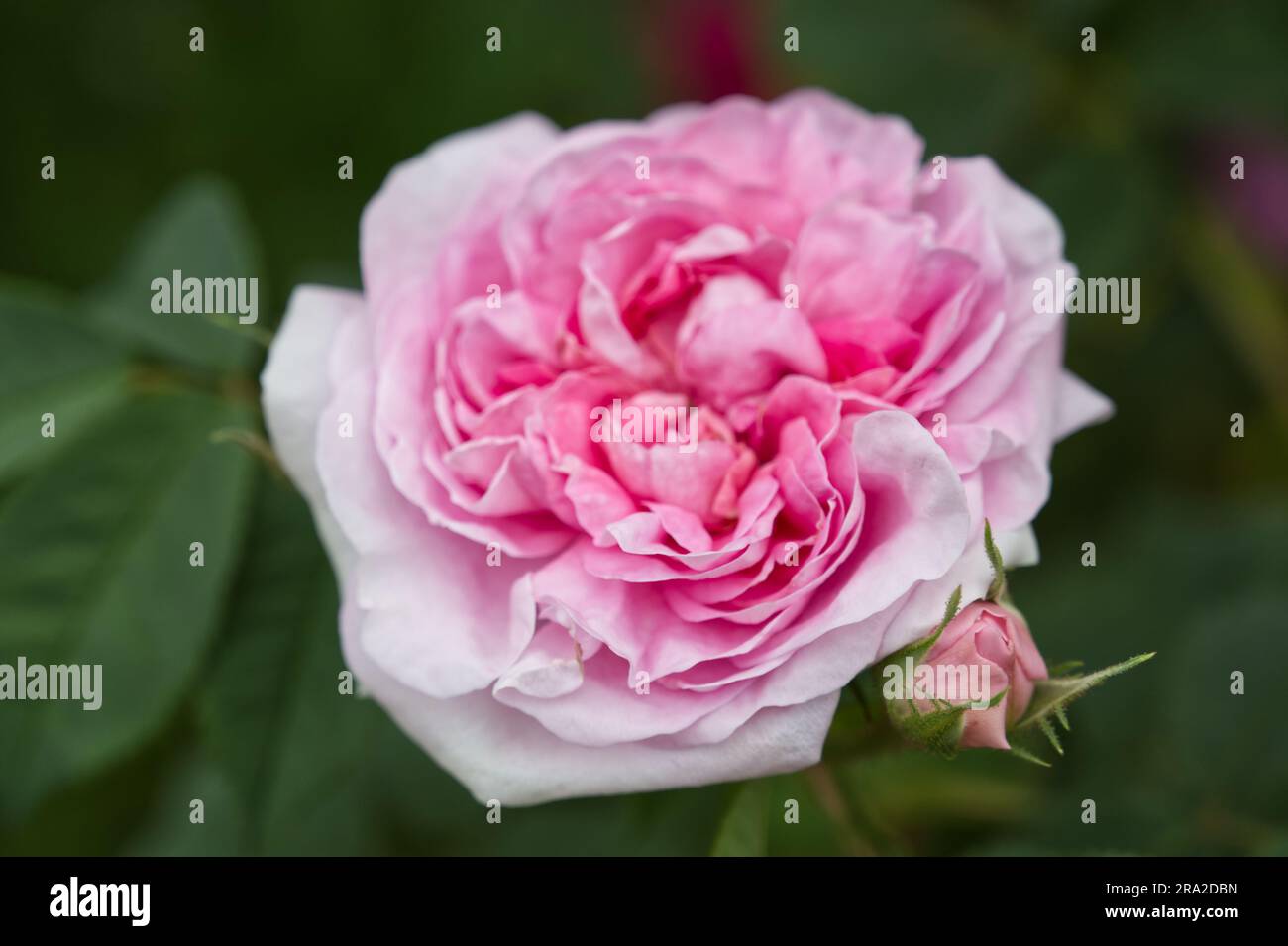 Double pink summer flowers of shrub roses Rosa Königin von Dänemark in ...