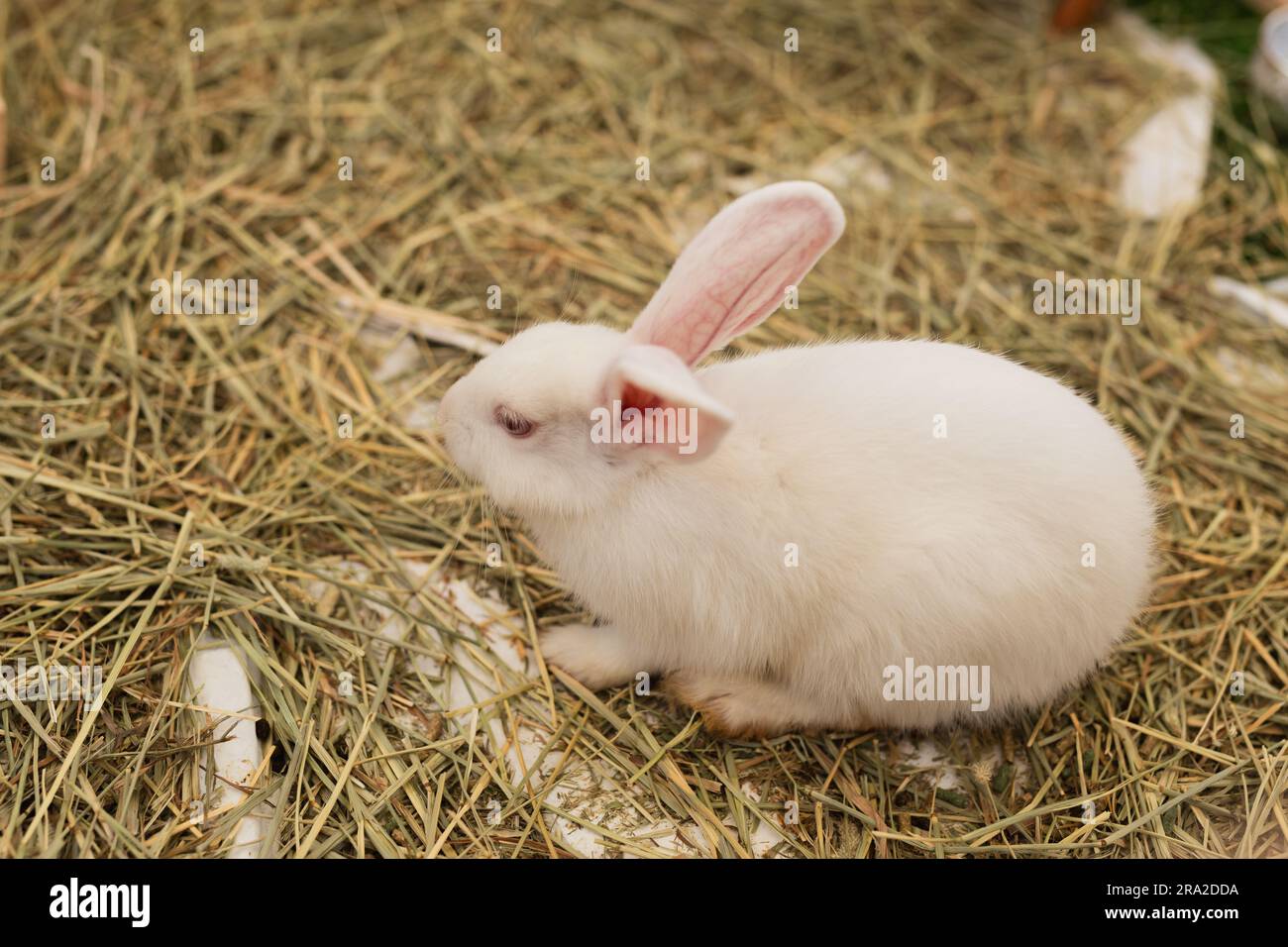 White rabbit eating straw in the cage in a case Stock Photo - Alamy