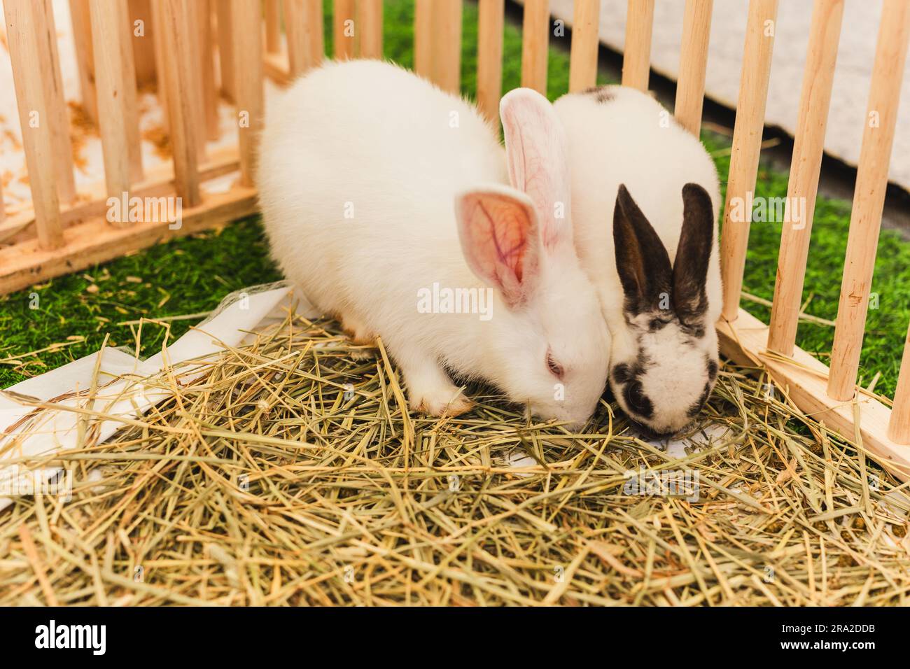 White rabbit eating straw in the cage in a case Stock Photo - Alamy