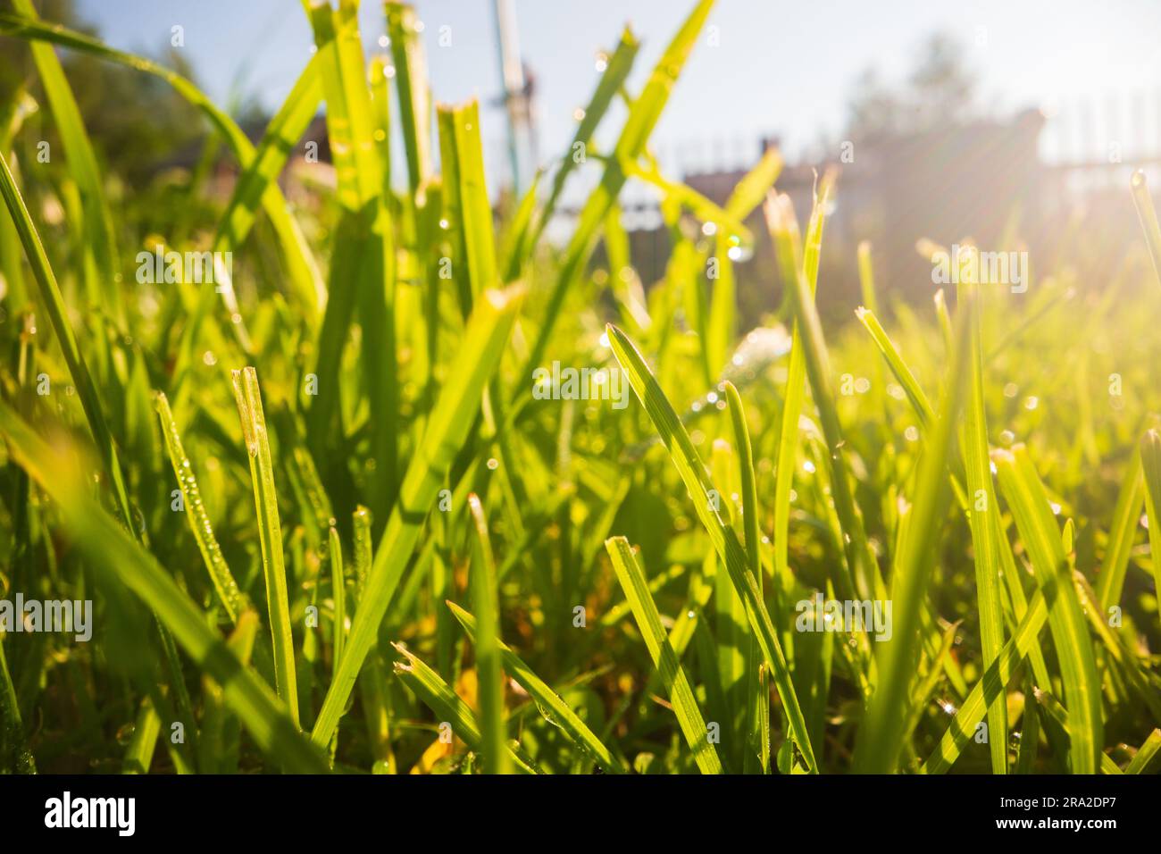 Fresh green grass on a sunny summer day close-up. Beautiful natural ...