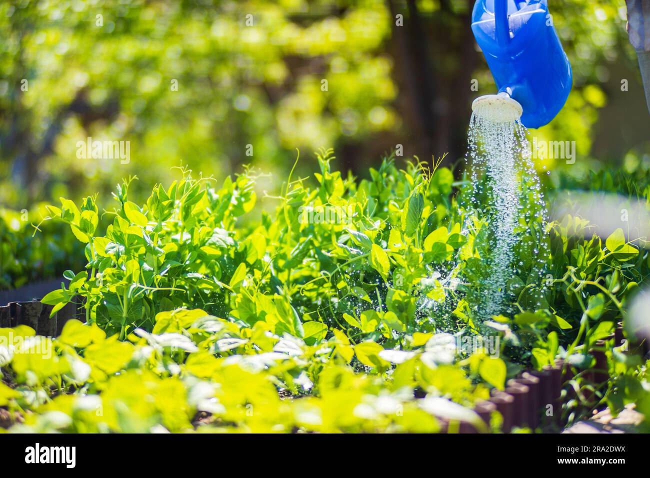 Watering vegetable plants on a plantation in the summer heat with a ...