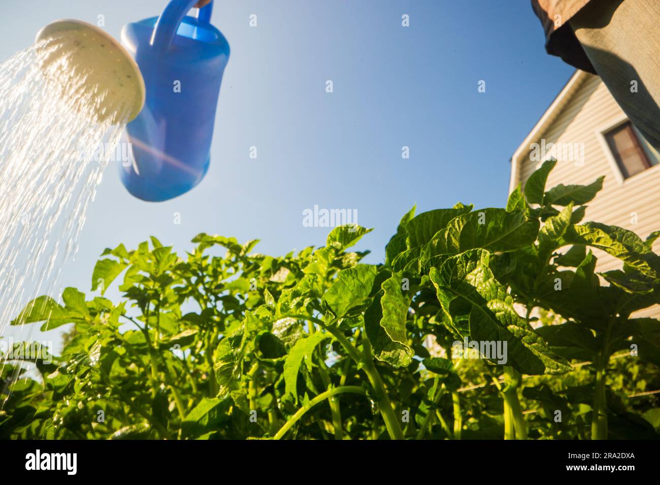 Watering vegetable plants on a plantation in the summer heat with a ...