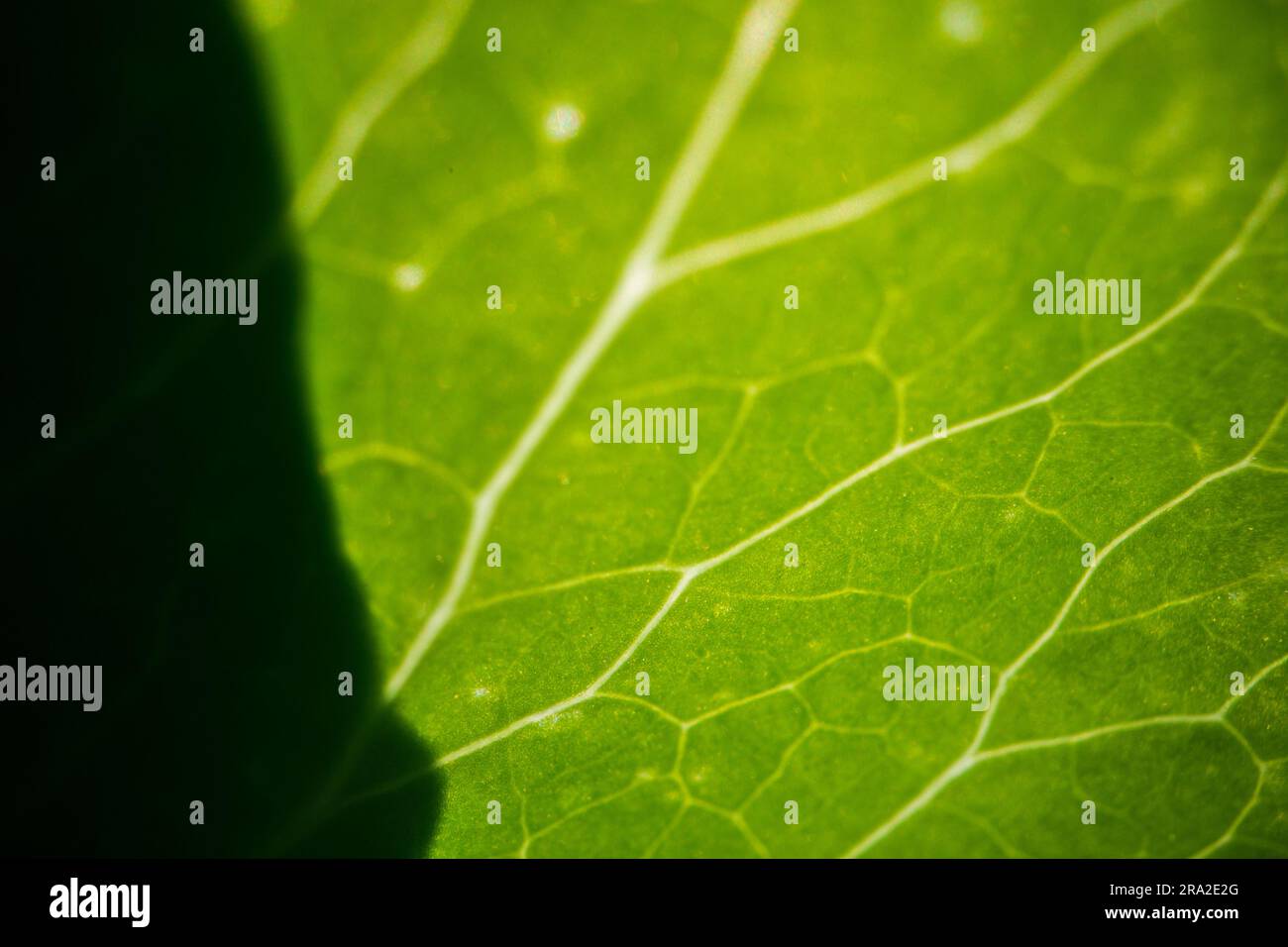 Stem and leaves of pea close-up in the farm. Green fresh natural food ...