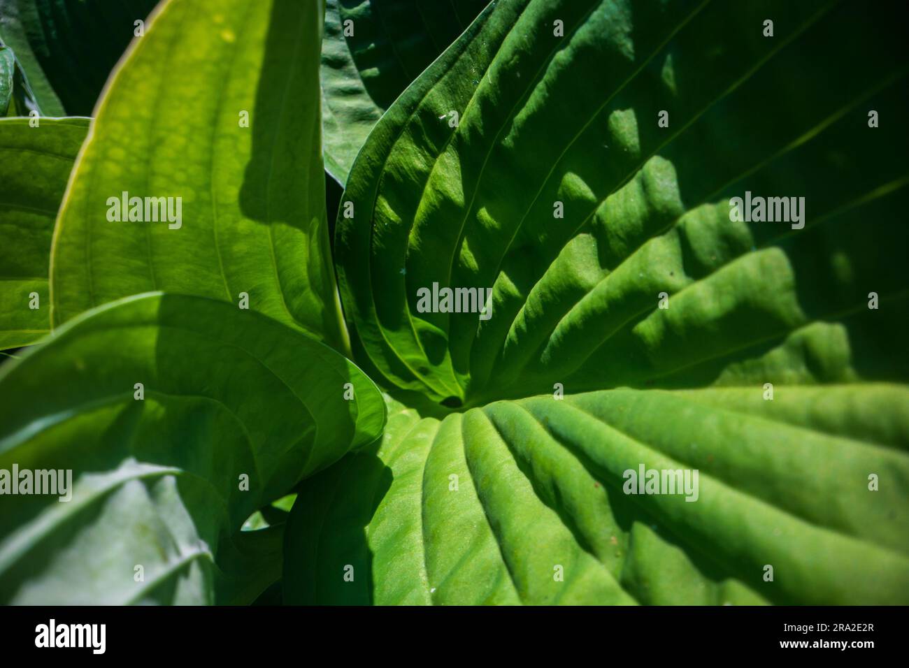 A beautiful fresh green leaf close-up highlighted by the sun. Detailed ...