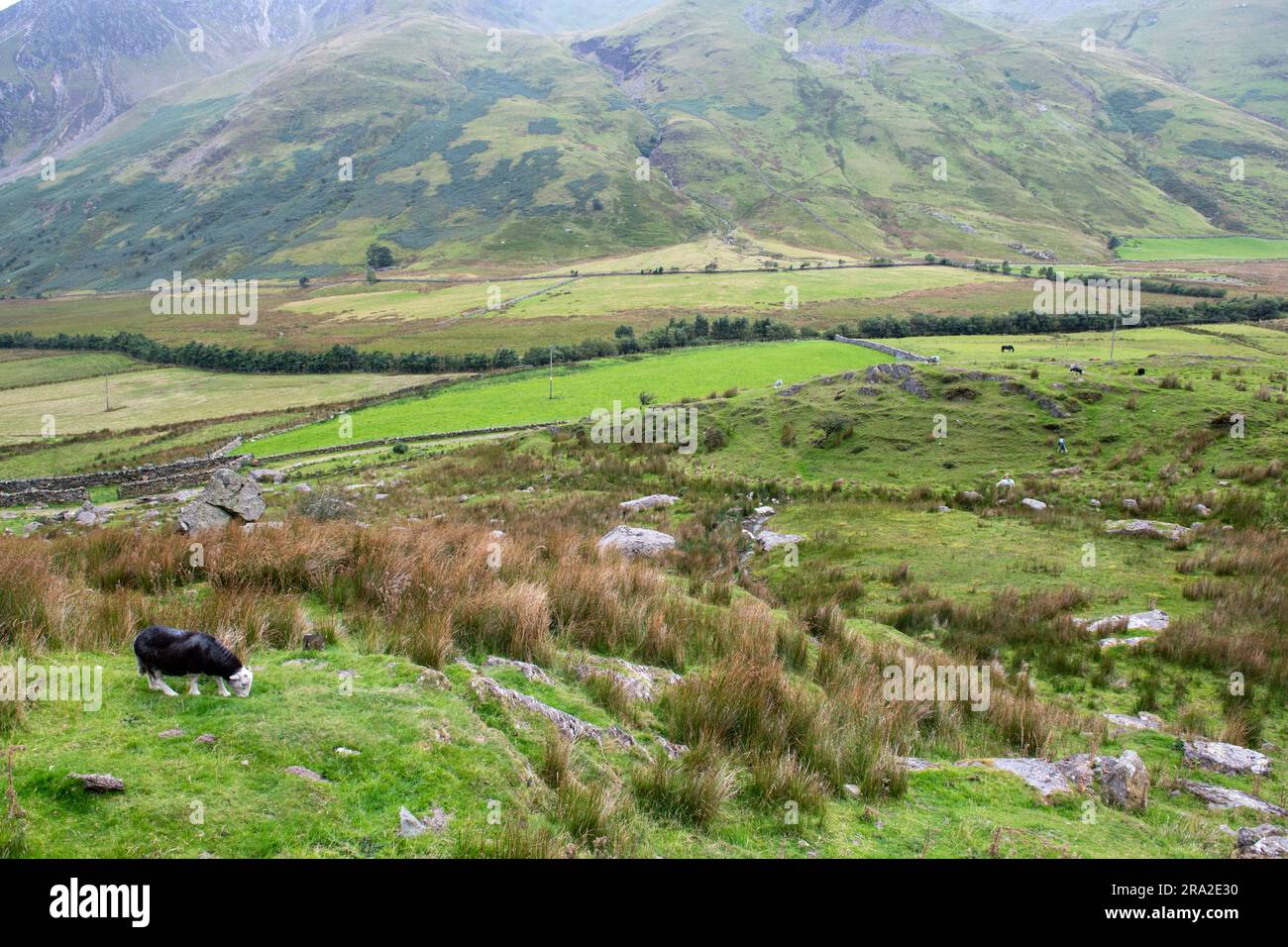 Welsh landscape with sheep Stock Photo - Alamy
