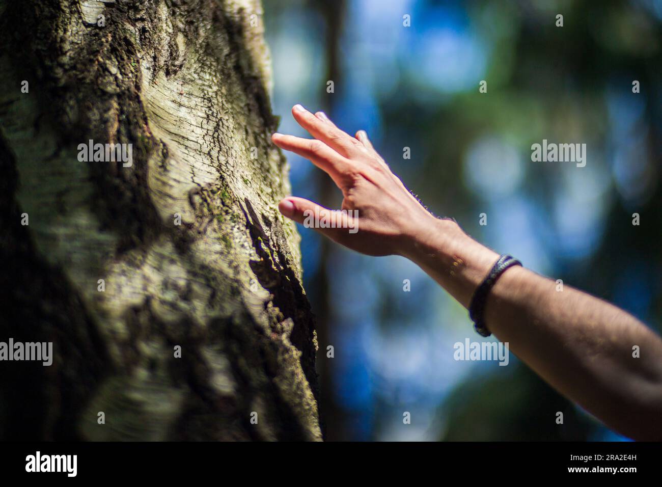 A man's hand touch the tree trunk close-up. Bark wood.Caring for the ...