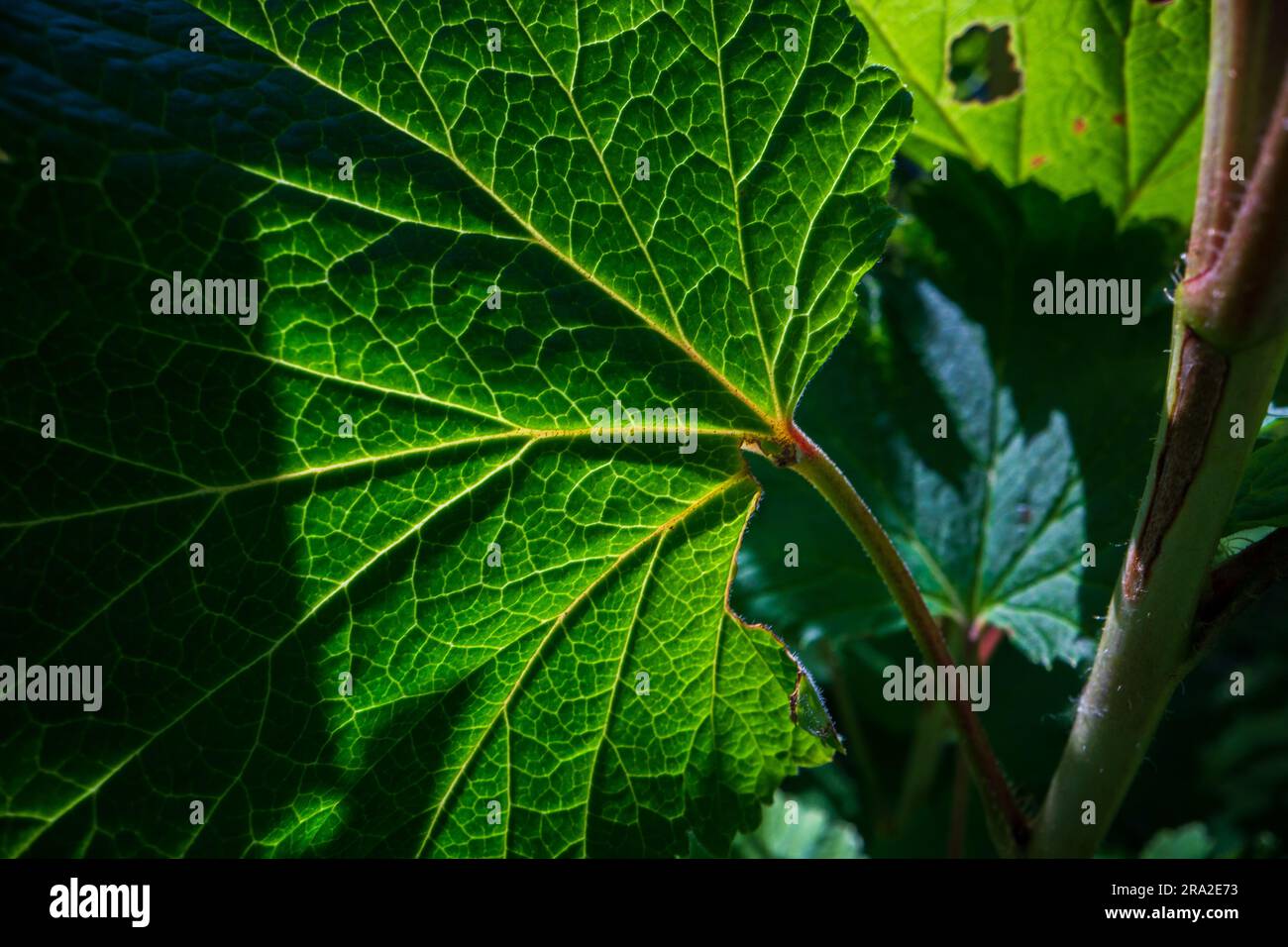 A beautiful fresh green leaf close-up highlighted by the sun. Detailed ...
