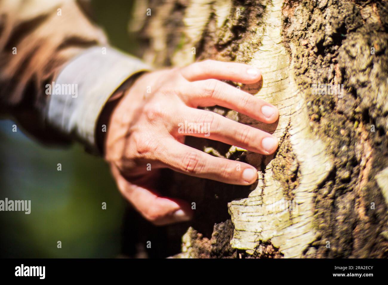 A man's hand touch the tree trunk close-up. Bark wood.Caring for the ...